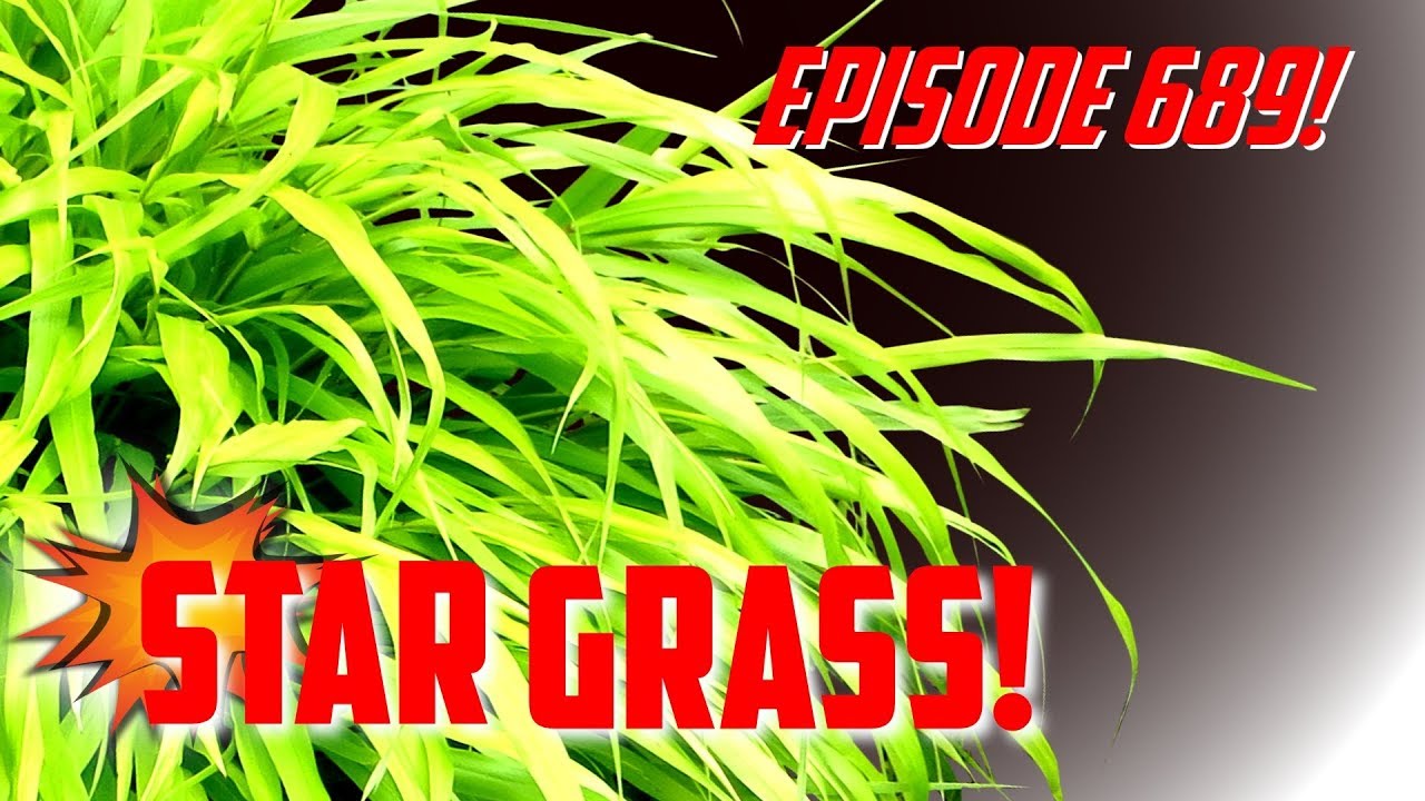 Episode 689! What's with this star grass? - YouTube