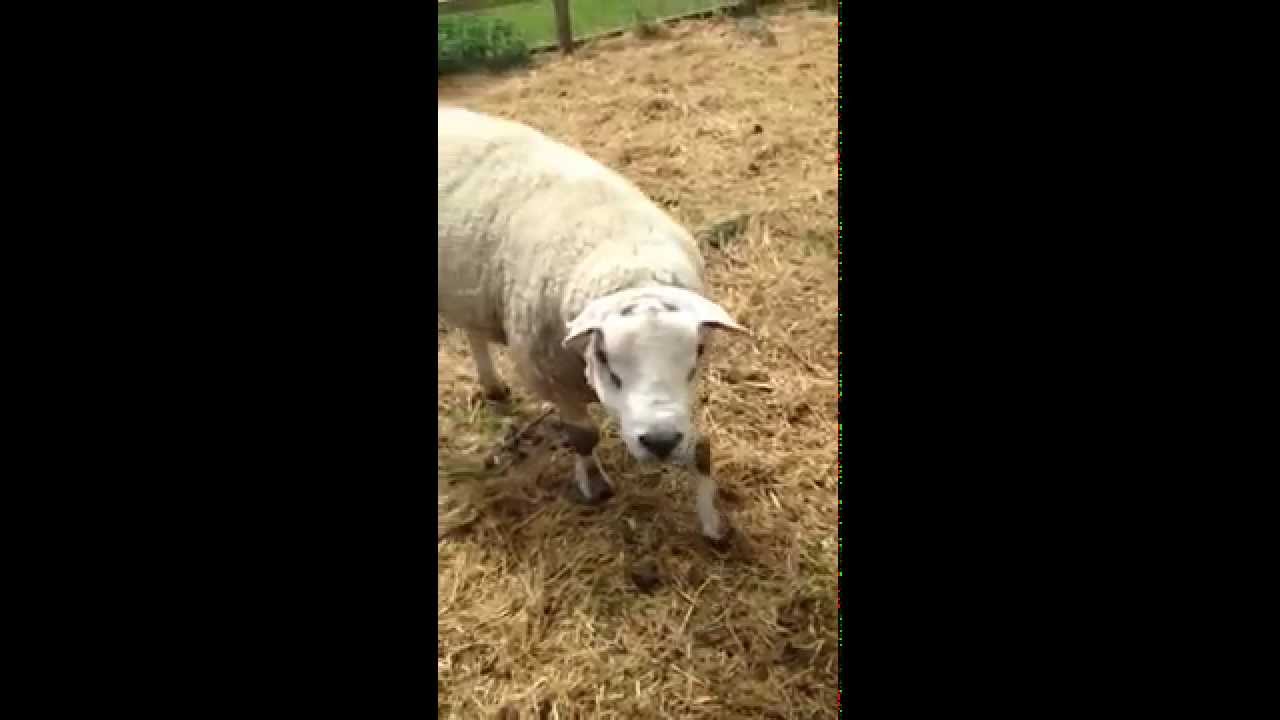 DEVIL SHEEP! - worlds most frightening sheep - YouTube
