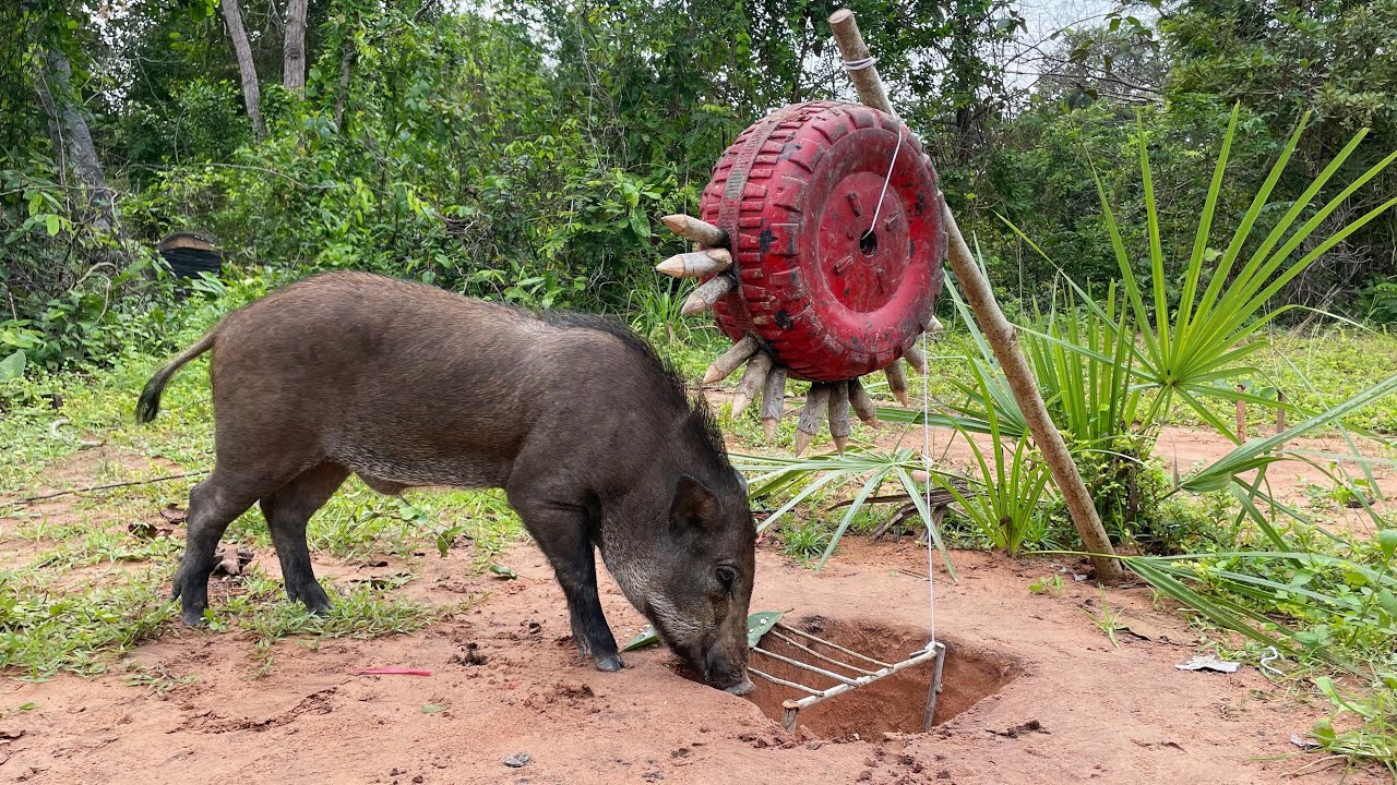 Build Unique Primitive Wild boar Trapping Tool Using Motorcycle tires ...