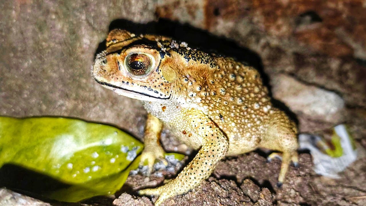 The sound of cute fat frogs playing together at night on slippery rocks ...