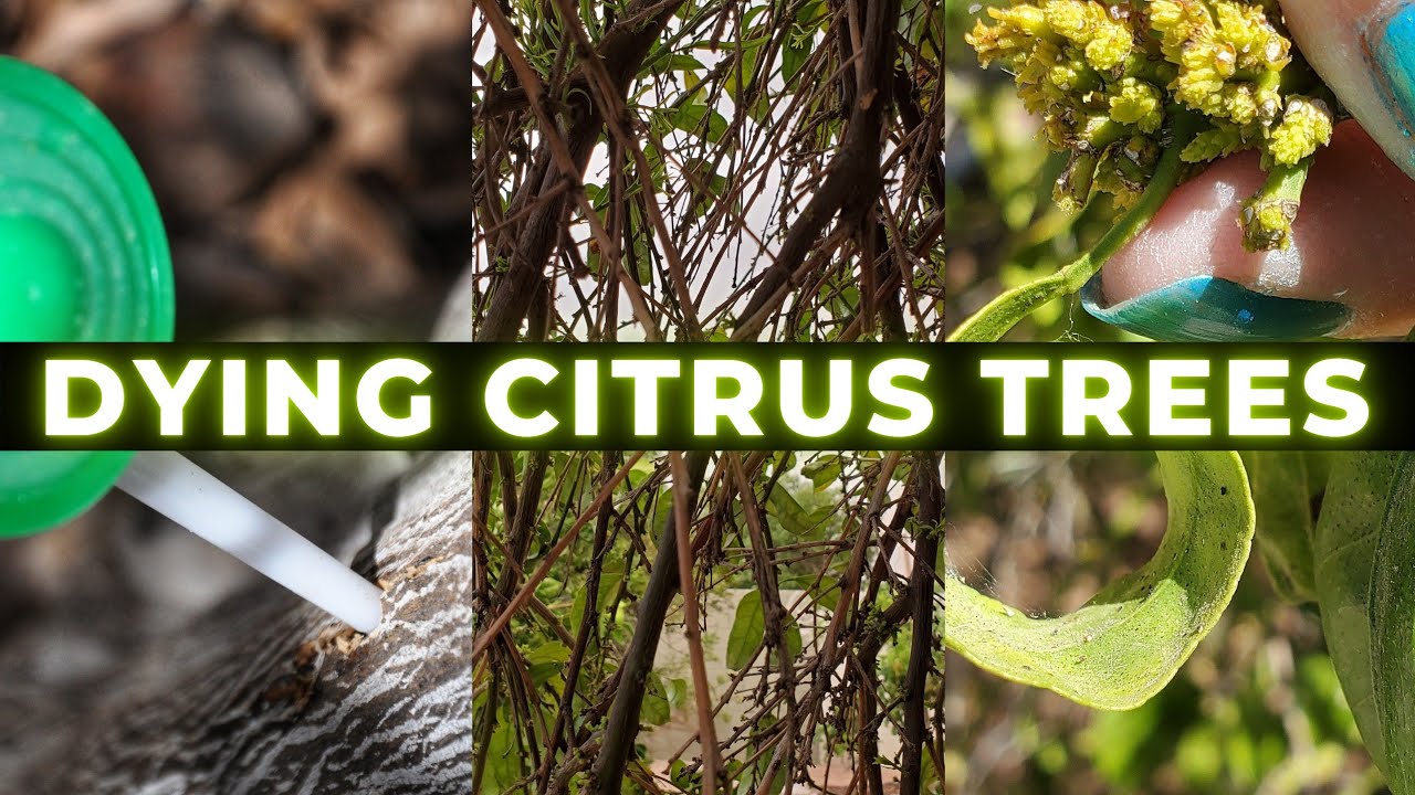 Citrus Tree Diseases: Identify & Treat Ash Whitefly, Asian Citrus ...