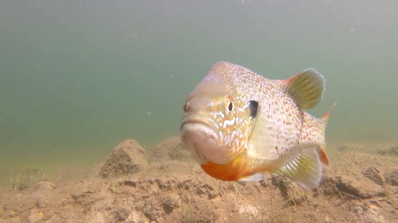 Sunfish Defends Nest And Attacks Camera! - YouTube