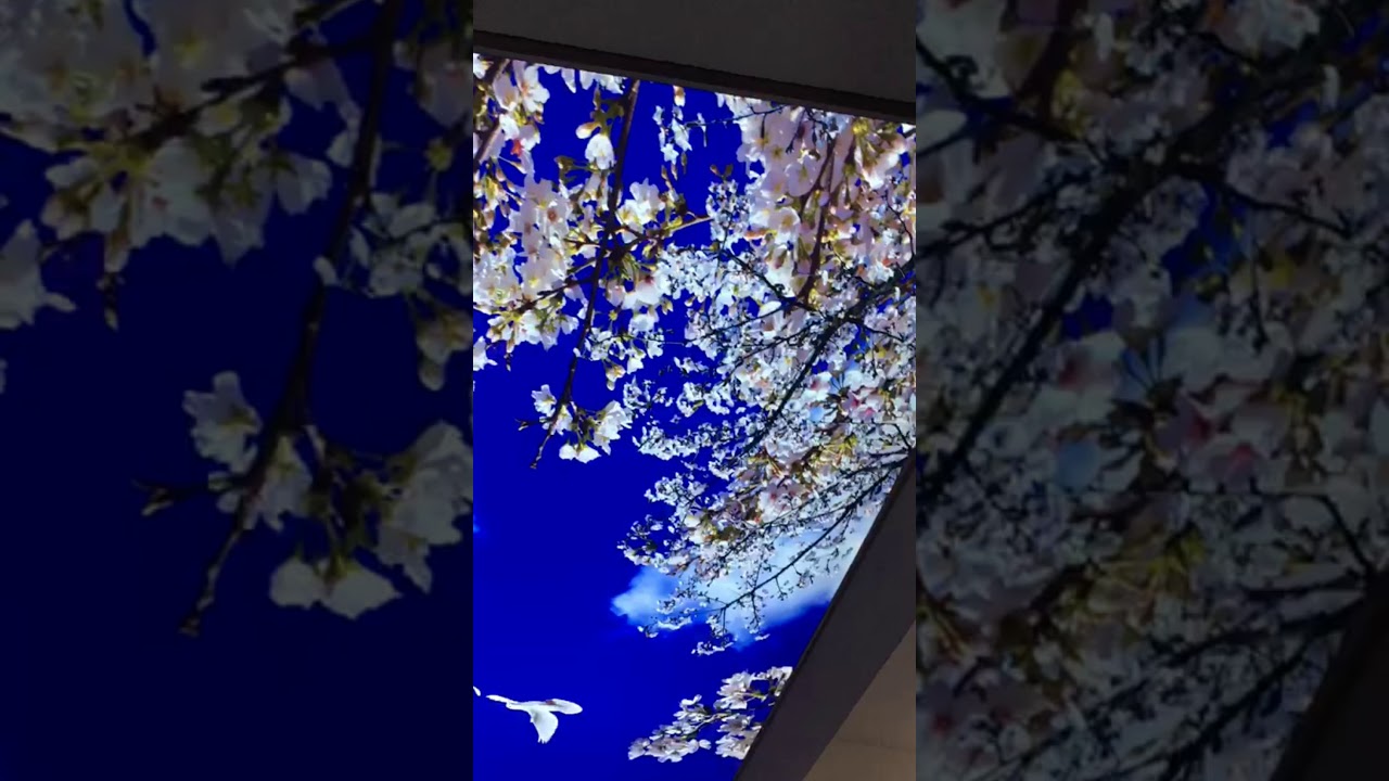 Most trending epoxy ceilings , Make the room interact with nature - YouTube