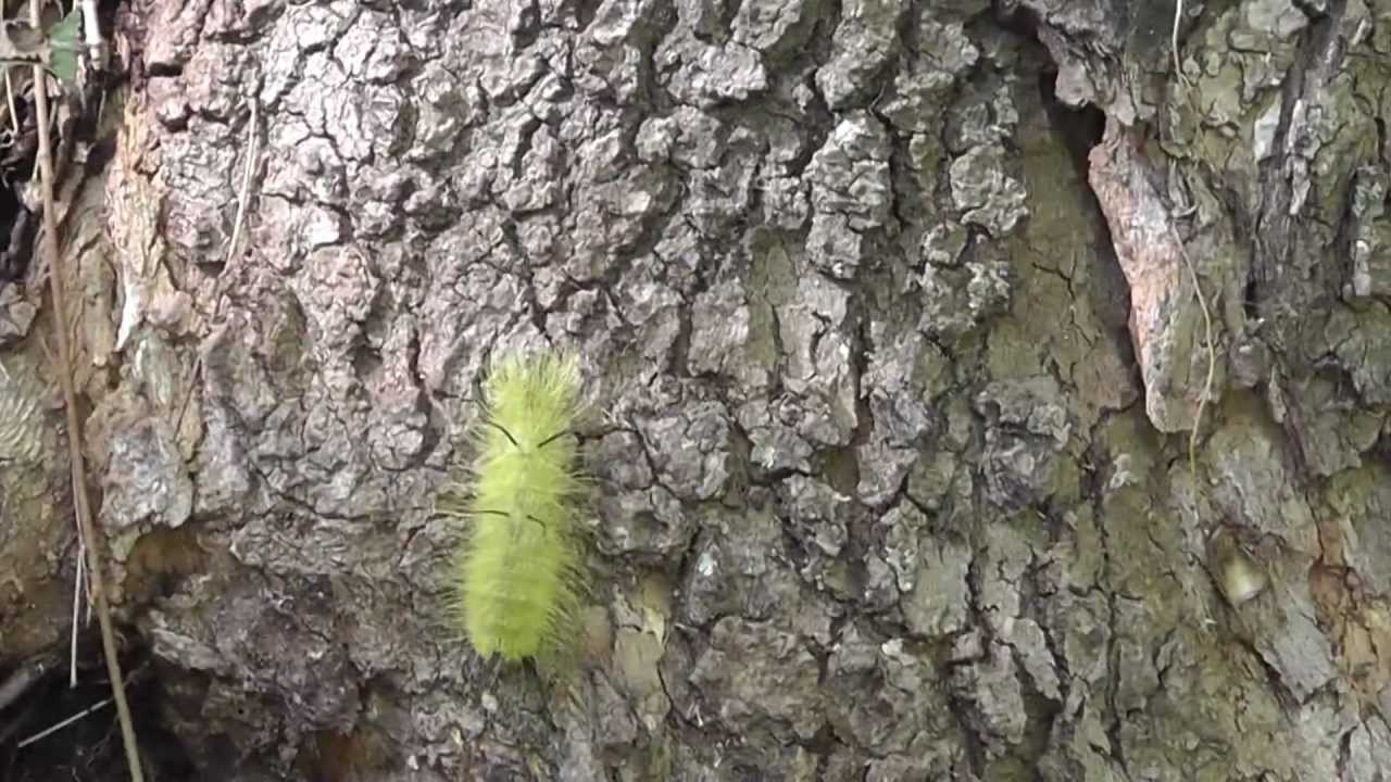Lime Green Fuzzy Worm - YouTube