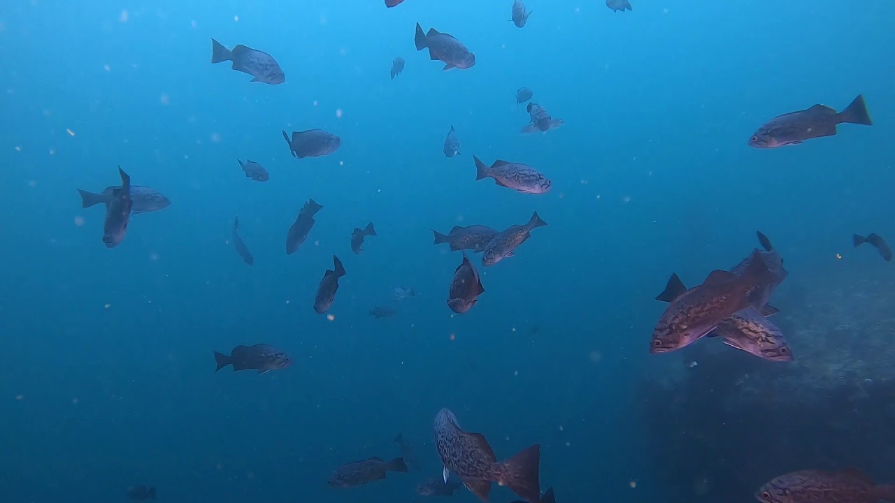 SCUBA Dive Butterfly House Slot Canyons - YouTube