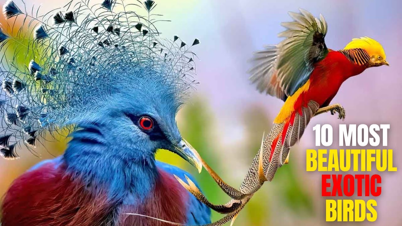 10 most Beautiful Exotic Birds. - YouTube