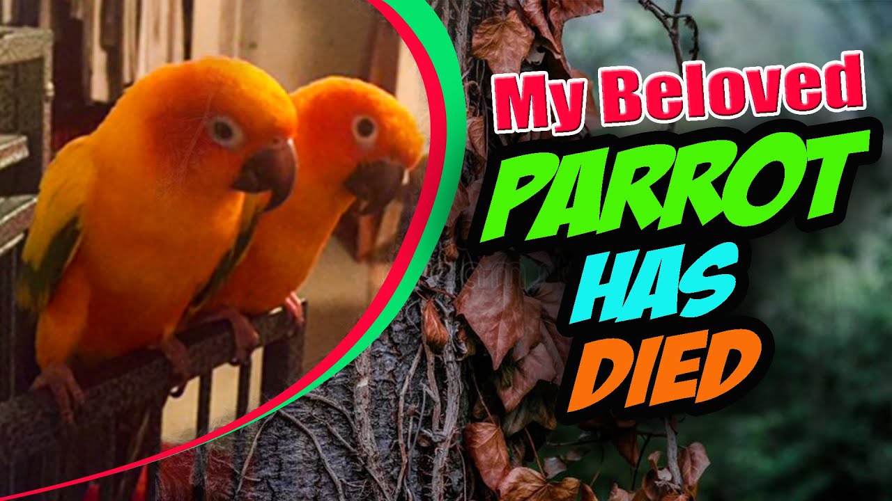 How to deal with death. How to grieve for a pet Parrot. How to move ...