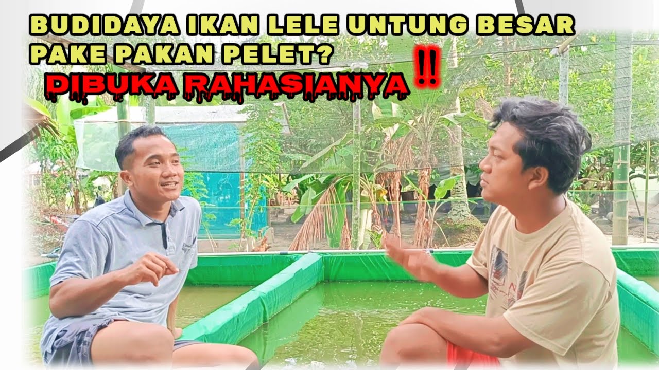 CARA BUDIDAYA IKAN LELE DARI BIBIT SAMPE PANEN LELE KONSUMSI ‼️PAKAN ...