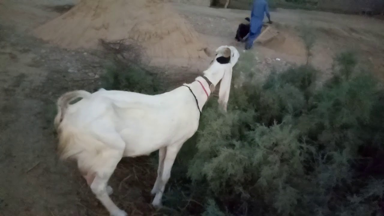 Pure Gulabi goats Documentary - YouTube