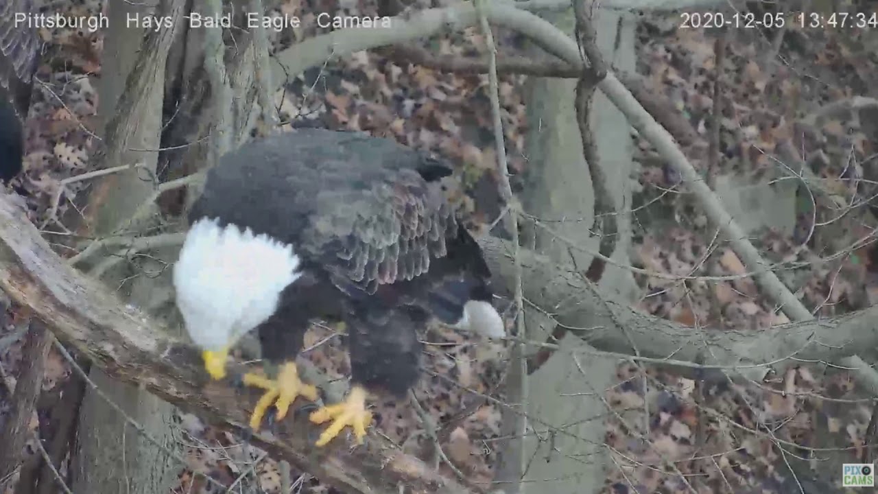 Hays Eagles Mom bark peel and feaking 2020 12 05 147pm - YouTube