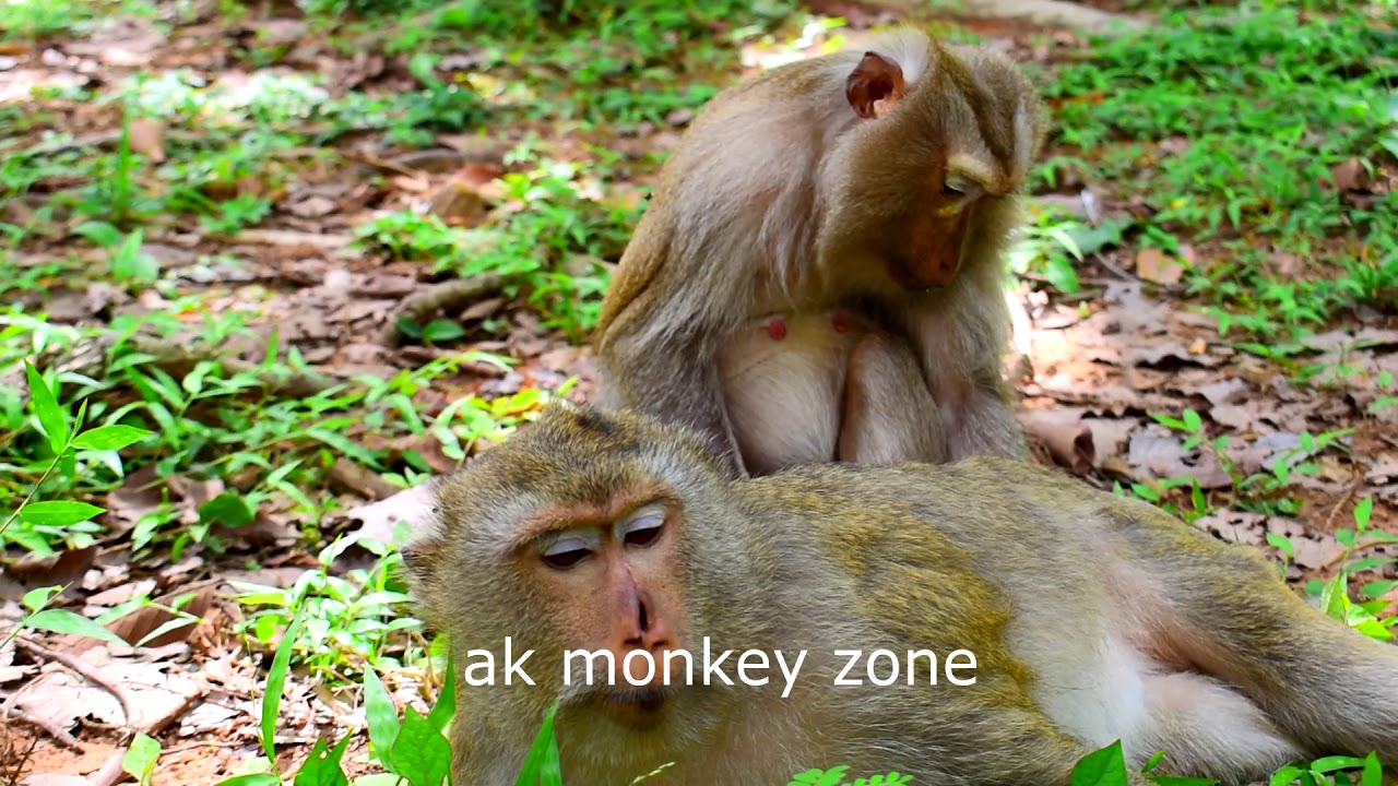 With Best Friends /ak monkey zone/ - YouTube