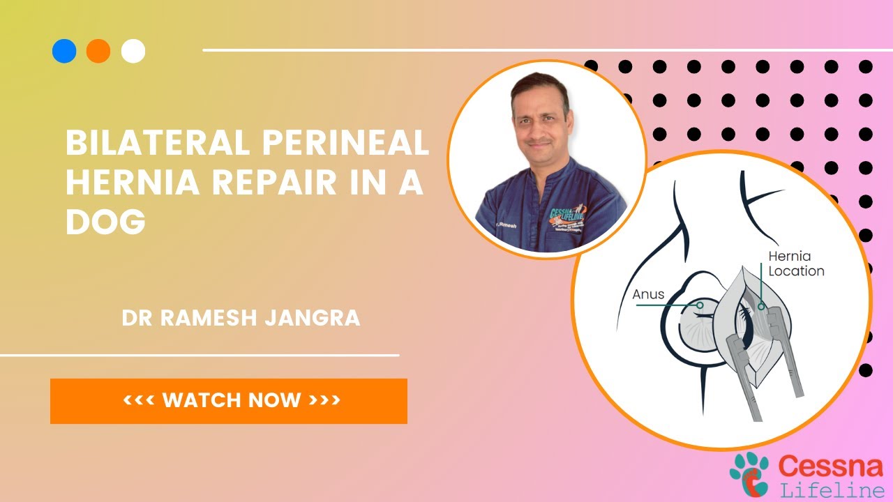 Bilateral Perineal Hernia Repair In A Dog With Dr Ramesh | Cessna ...