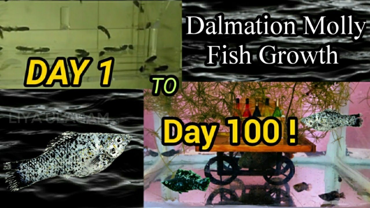 Molly Fish Fast Growth Secret Found | How My Molly Fish Grow Up | From ...