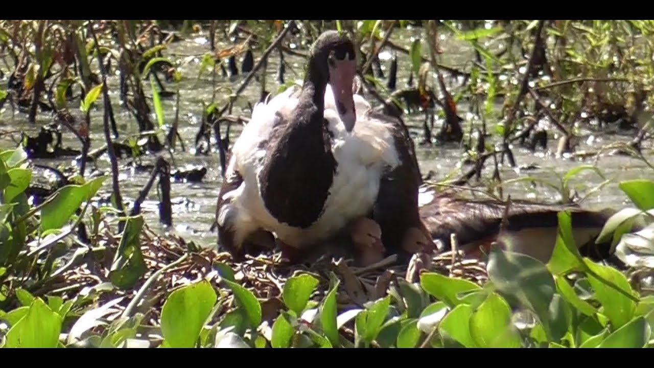 Magpie Geese and Goslings in Queensland Australia - YouTube