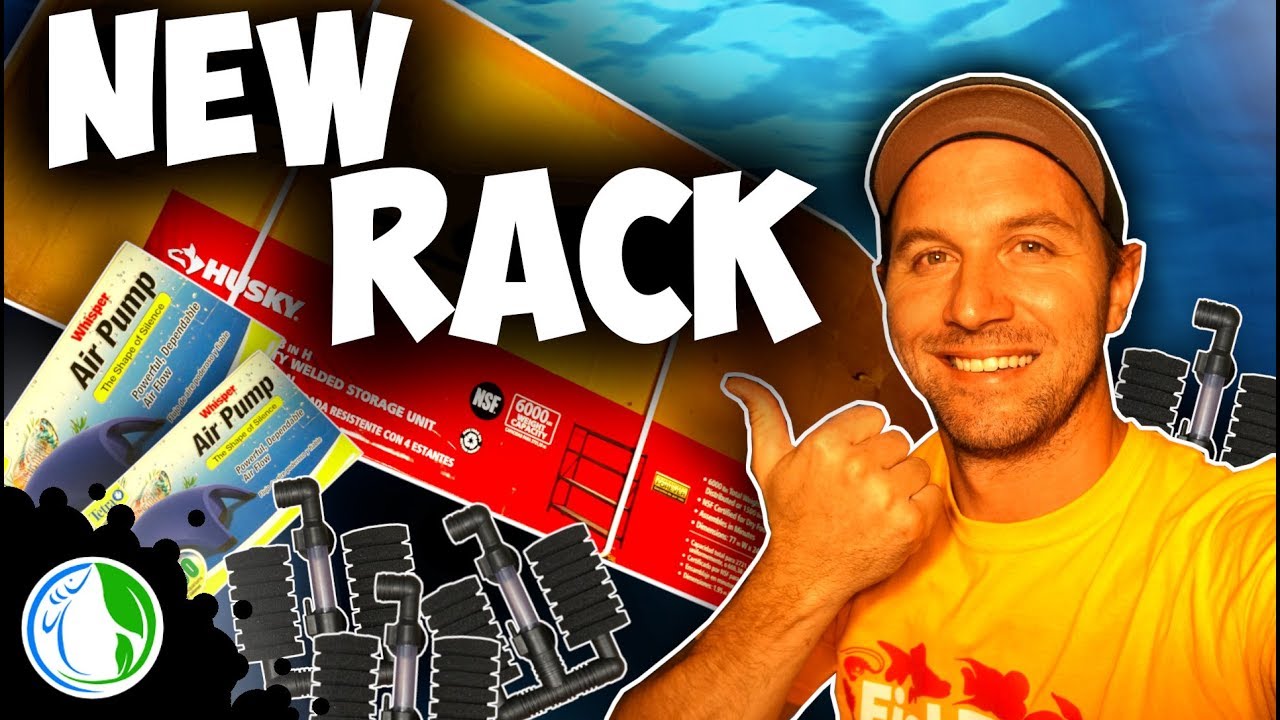AQUARIUM RACK BUILD + FISH ROOM TOUR - HUSKY SHELVING UNIT REVIEW ...