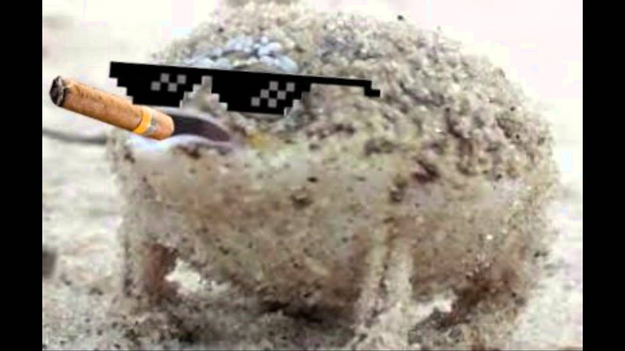 Desert rain frog song - YouTube