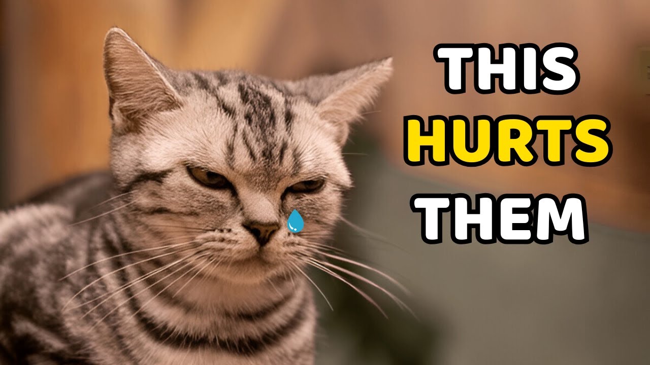 9 Everyday Things You’re Doing That Hurt Your Cat’s Feelings - YouTube