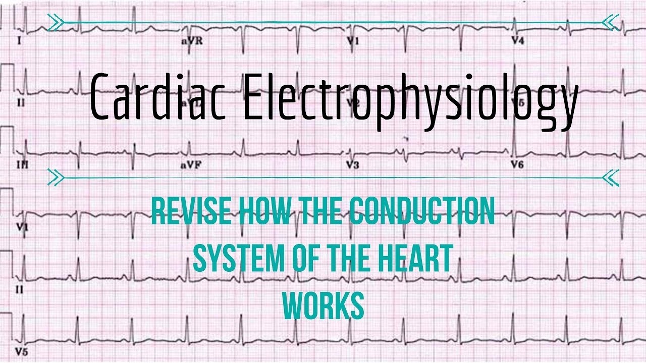 Cardiac Electrophysiology - YouTube