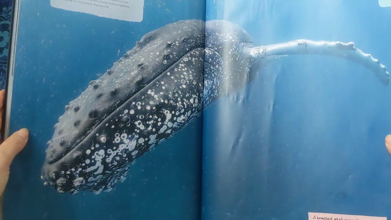 Stories for kids | Part 5: Our High Seas from Our Planet by Matt Whyman ...