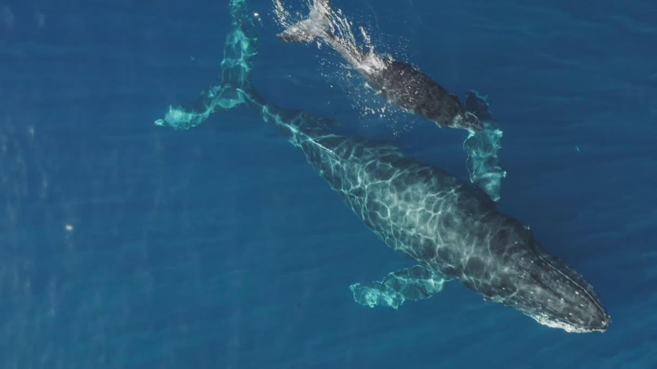 Get the Deepest Sleep of Your Life with 10 Hours of mysterious Whale ...