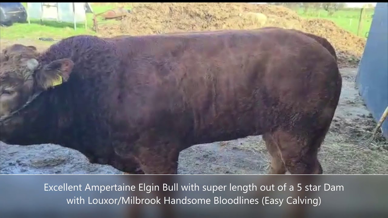 Ampertaine Elgin Bull for sale. Out of a Super Dam. Sligo - YouTube
