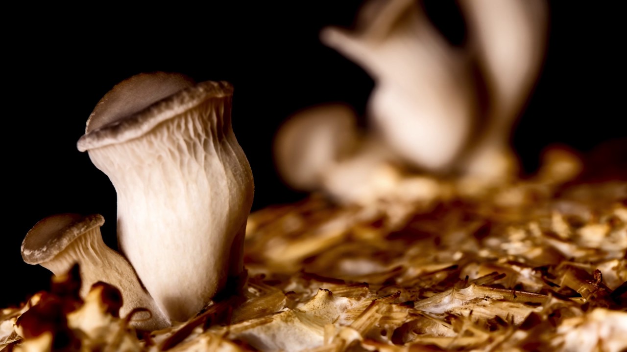 Grow Wild UK Native Fungi Timelapse - YouTube