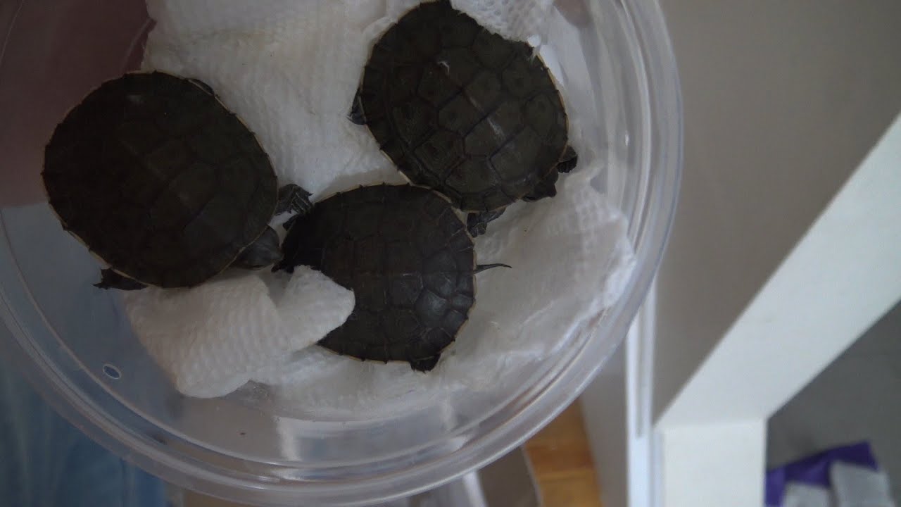 PUERTO RICAN SLIDERS - YouTube