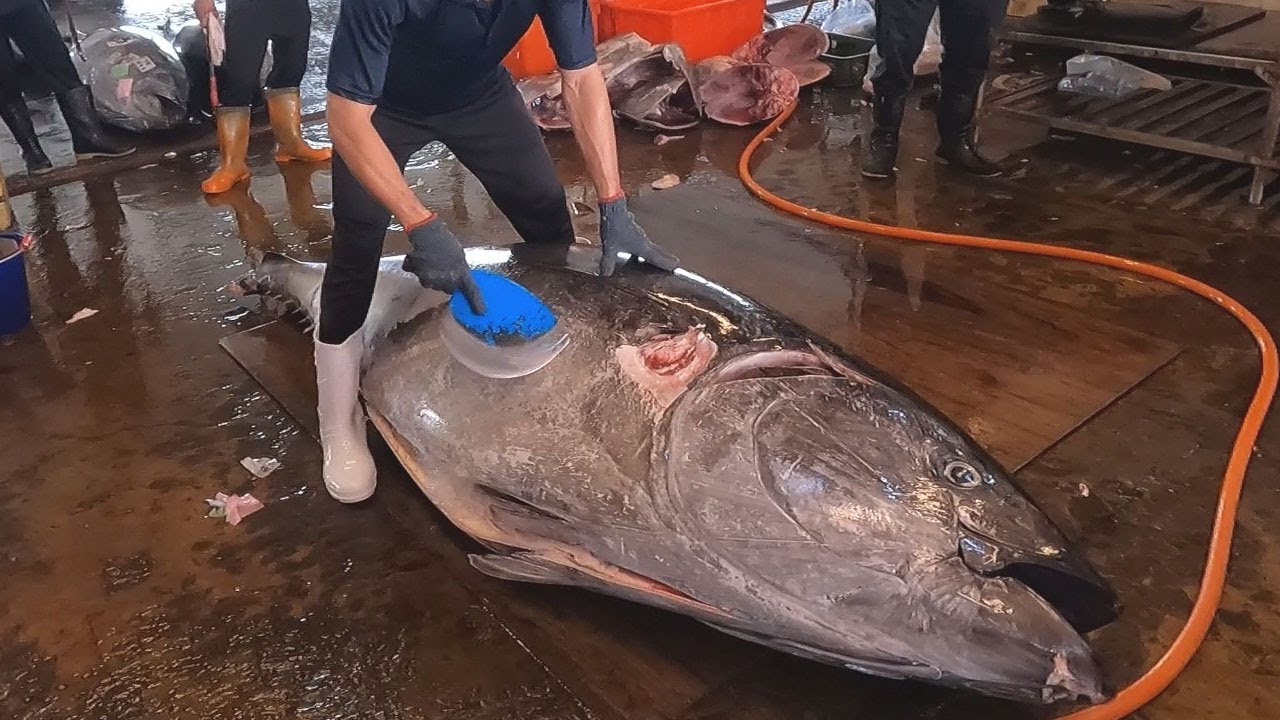 Big Knife Cut 900 Pounds Giant Bluefin Tuna - YouTube
