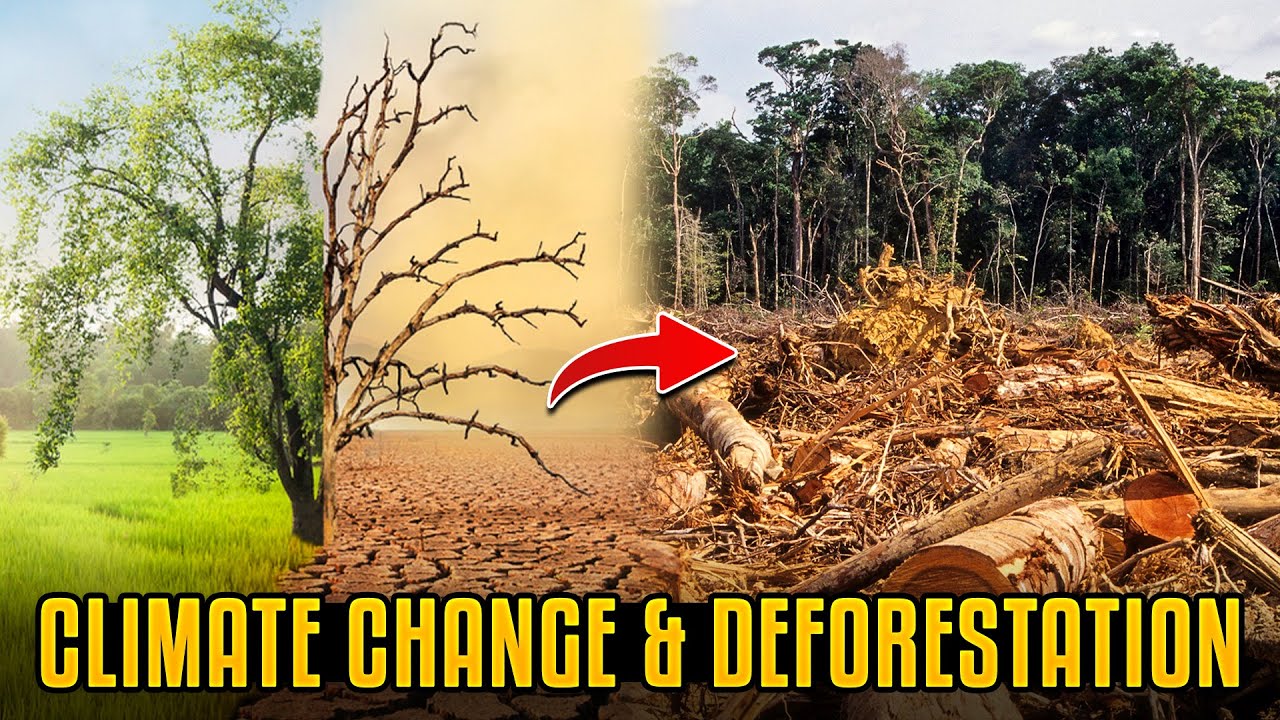 Unveiling the True Nature of Deforestation and Climate Change ...