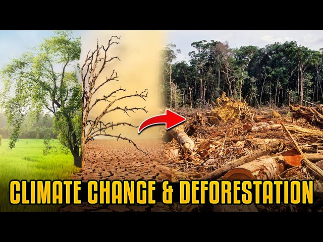 Deforestation Global Warming Effects
