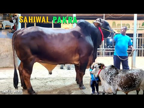 Huge Sahiwal Pakra Goru 2023 | Sadeeq Agro New 2023 Collection Deshal ...