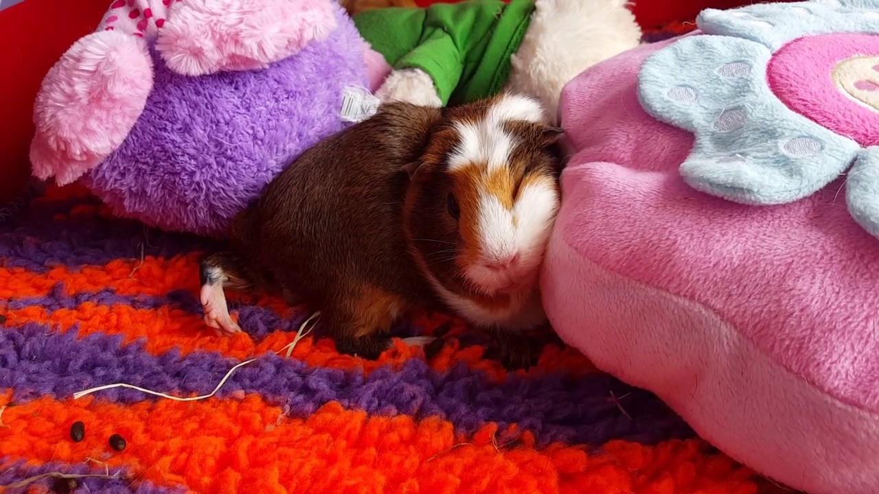 Sleepy Guinea pig- Grumpy Guinea pig - YouTube