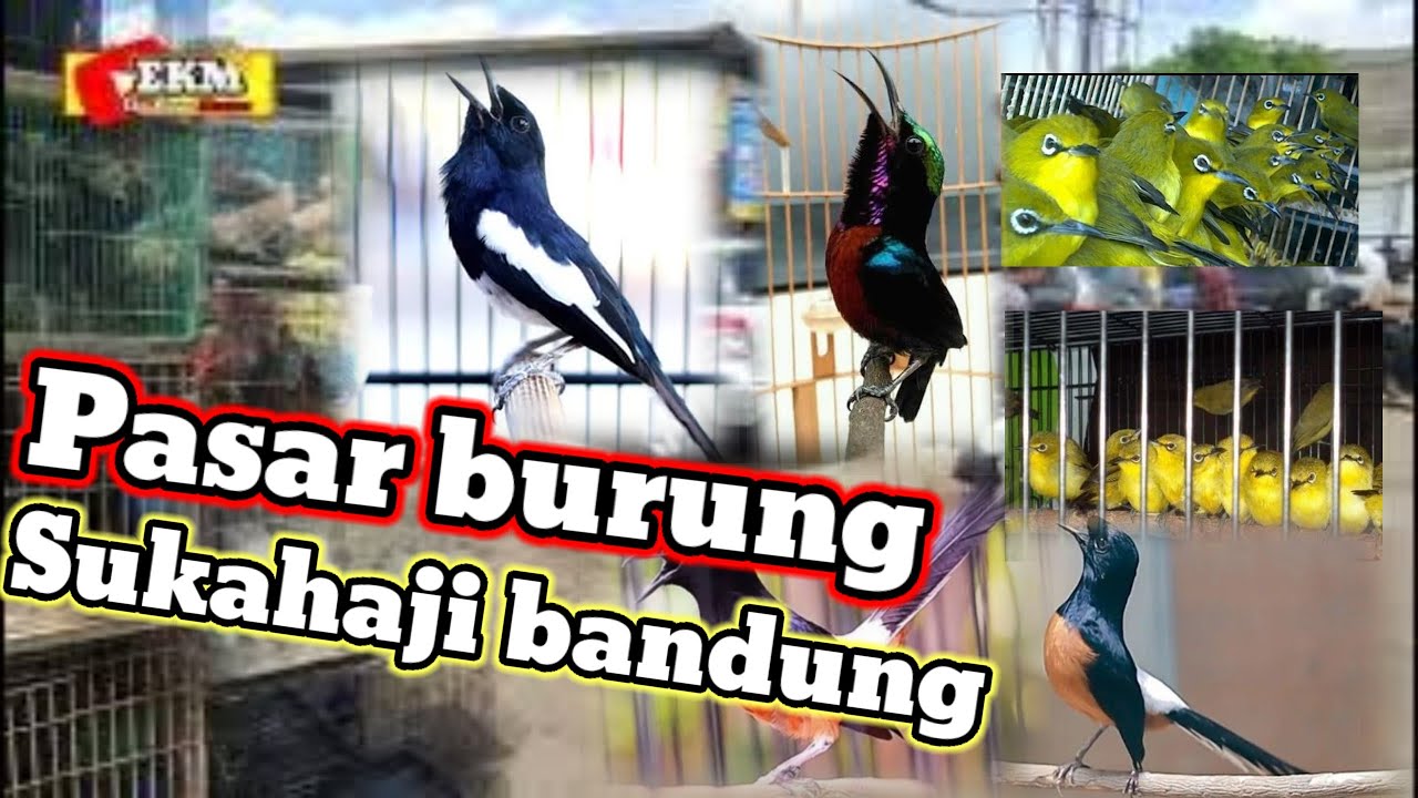 PASAR BURUNG SUKAHAJI BANDUNG || BANYAK STOK BURUNG GACORAN OMBYOKAN ...