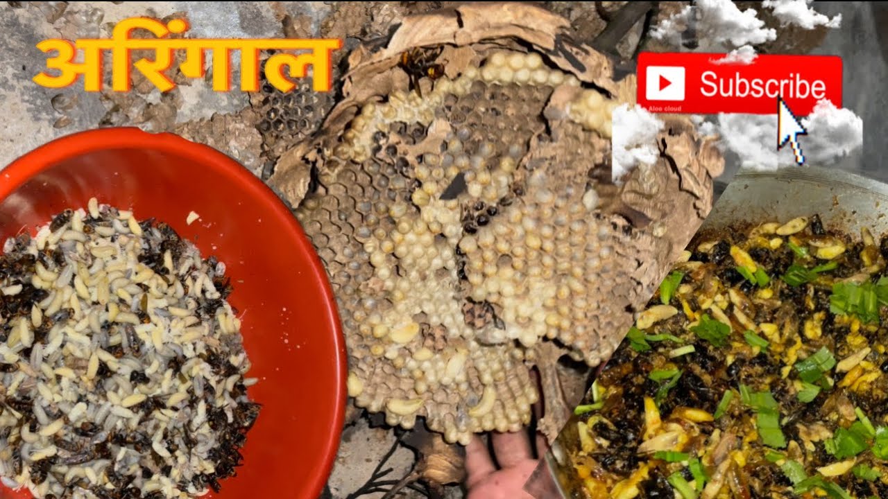 Aringal / अरिंगाल ॥ Cooking Hornet larva in village / fried hornet ...