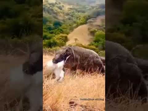 Animal Hunting.. - YouTube