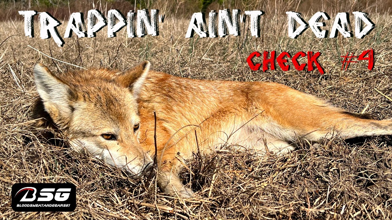 TRAPPIN' AIN'T DEAD - [CHECK #4] - BLONDE [COLOR PHASE] COYOTE CAUGHT ...