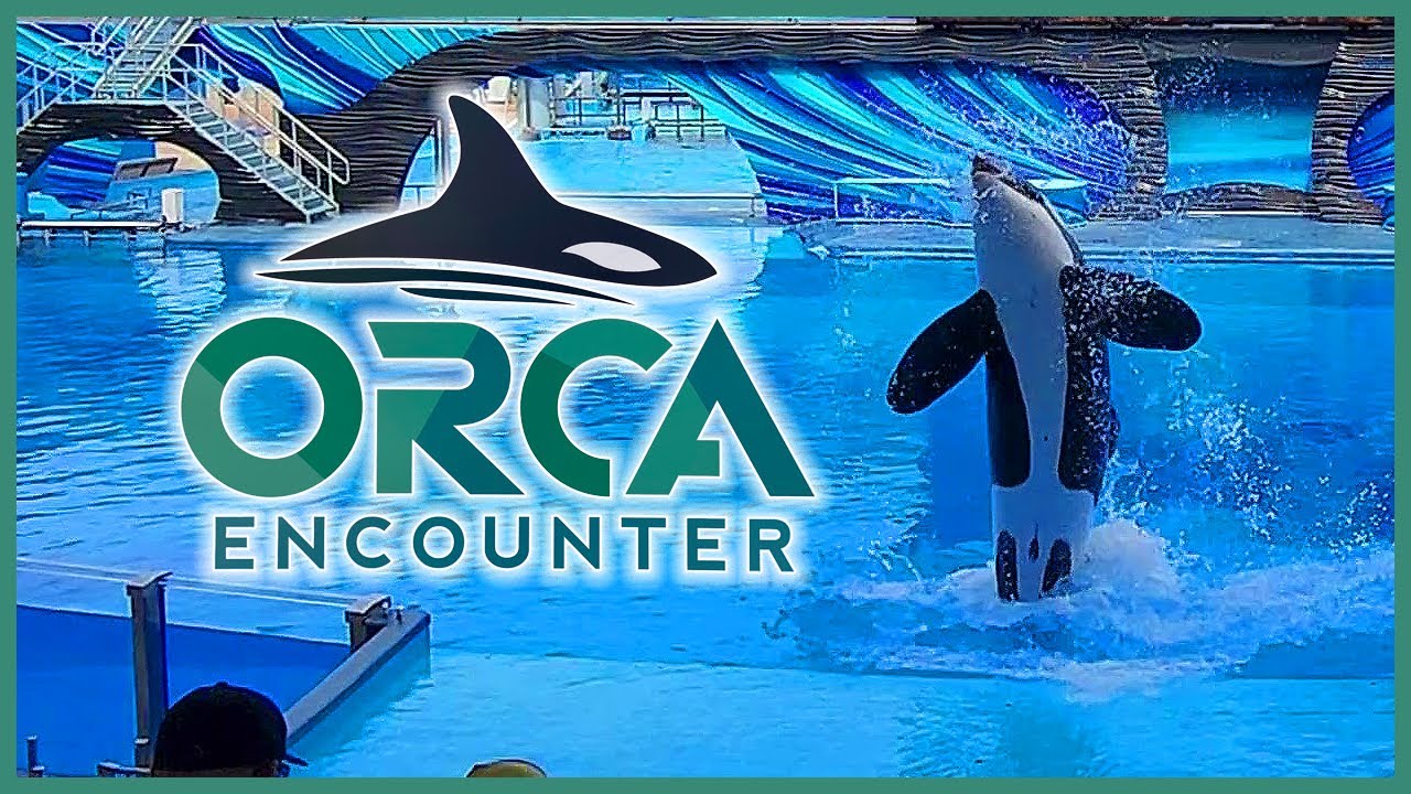 Orca Encounter 2023 | SeaWorld Orlando - YouTube