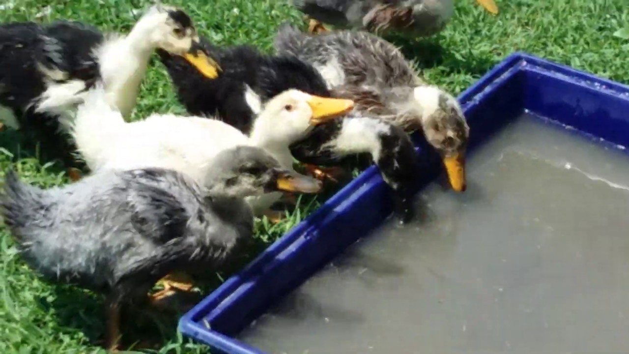 BABE DUCKS FEEDINHG GRASS AND PLAY IN THE POOL IN THE BACKYARD - FARMA ...