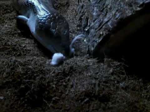 My lizard eating a pinky mouse - YouTube