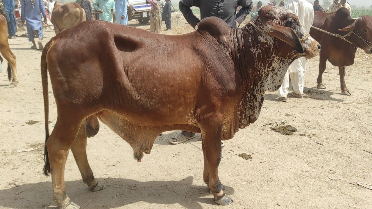 Ludan Cow Mandi 1 September 2021 Latest Update | SS Tv | - YouTube