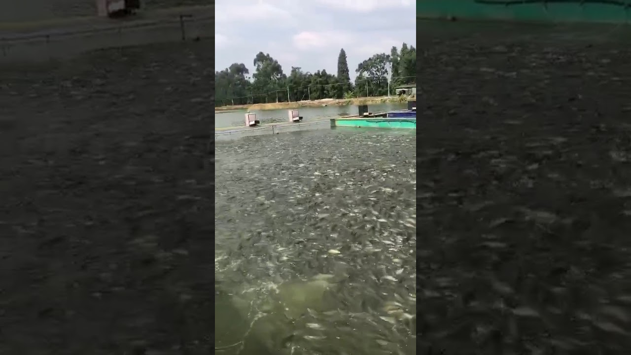 FRP fish farming fish feeder Raceway system culture fish feeder Tilapia ...