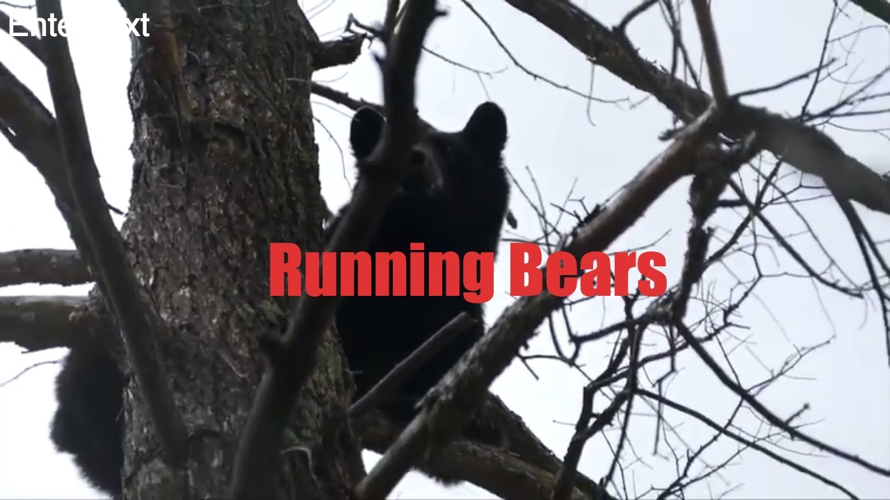 Running Little Bear - YouTube