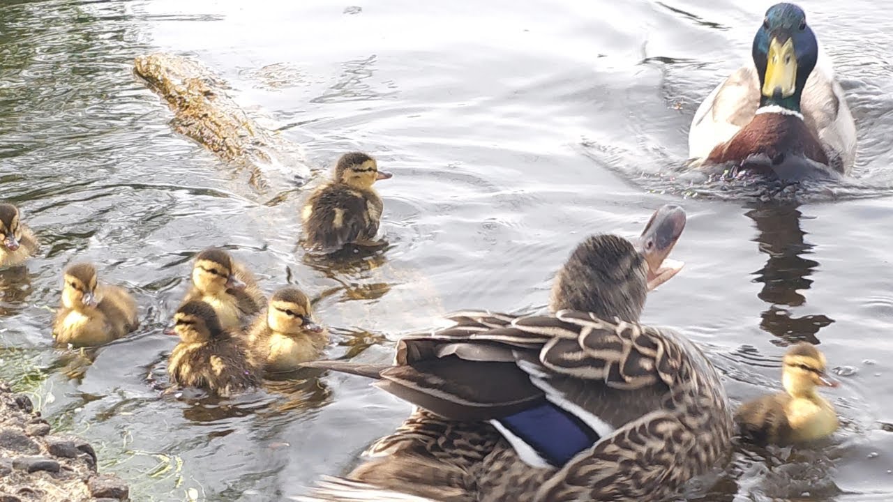 Duck Attack Mom Duck Returns to Ducklings After Assault - YouTube