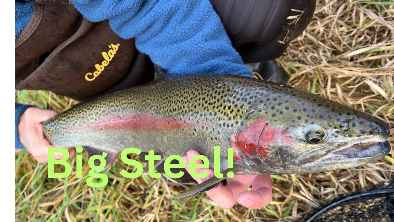 Tributary fishing for BIG steelhead! - YouTube
