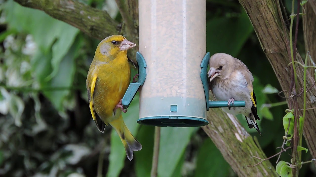 Cock Green Finch & Juvenile Gold Finch - YouTube