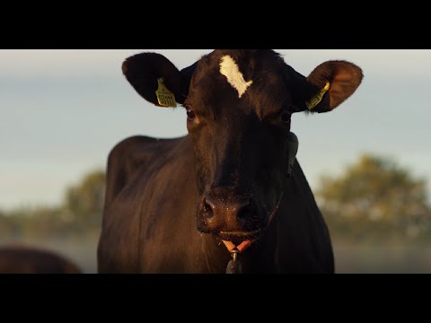 VikingHolstein - The healthy, efficient and enjoyable Holstein cow