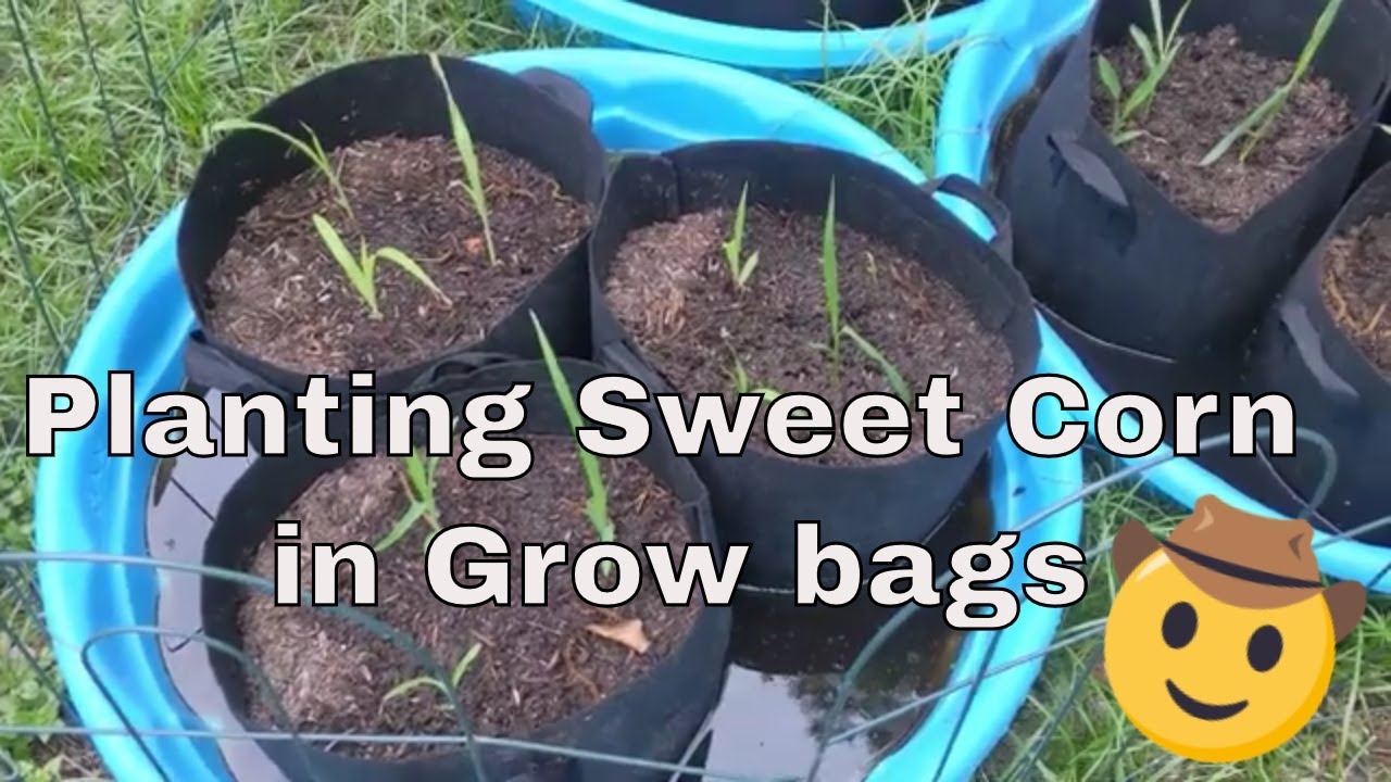 SHEDWARS21: Planting Sweet Corn in Grow Bags - YouTube