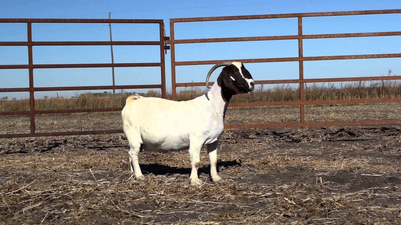 Titan Meat Goats Bred Doe sale 2014 - YouTube