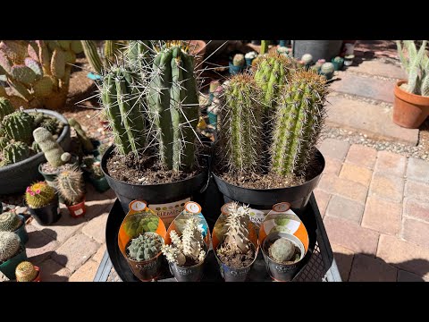 WENT TO WALMART TO PICKUP A SMALL CACTUS. WHY CAN’T I BUY JUST ONE #cactus #plants