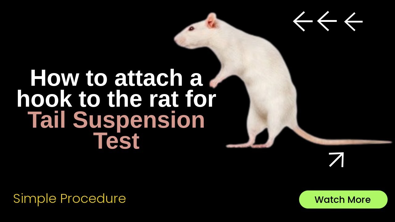 How to attach a Hook to rat tail for Tail Suspension Test - YouTube